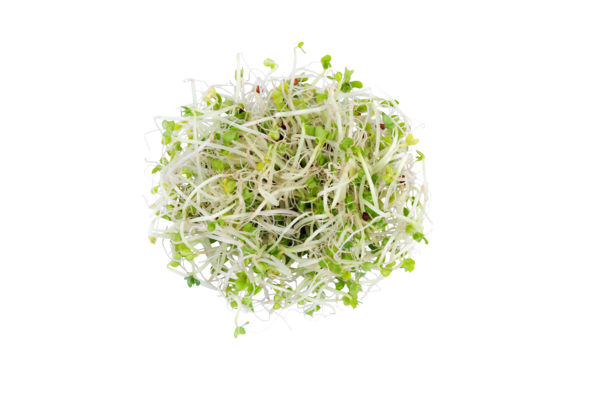 Broccoli sprouts - English
