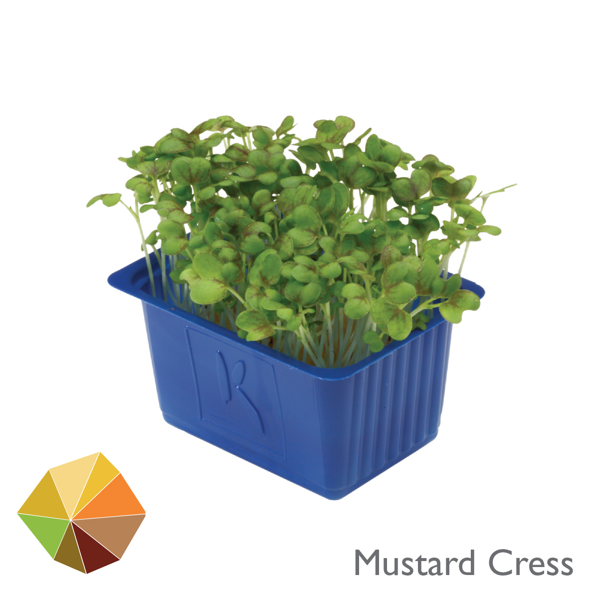 Mustard Cress - English