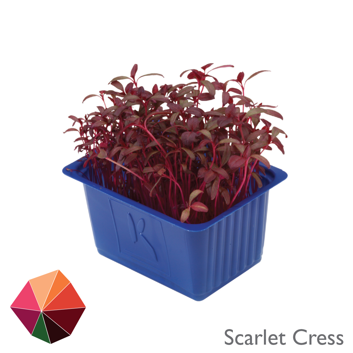 Scarlet Cress - English