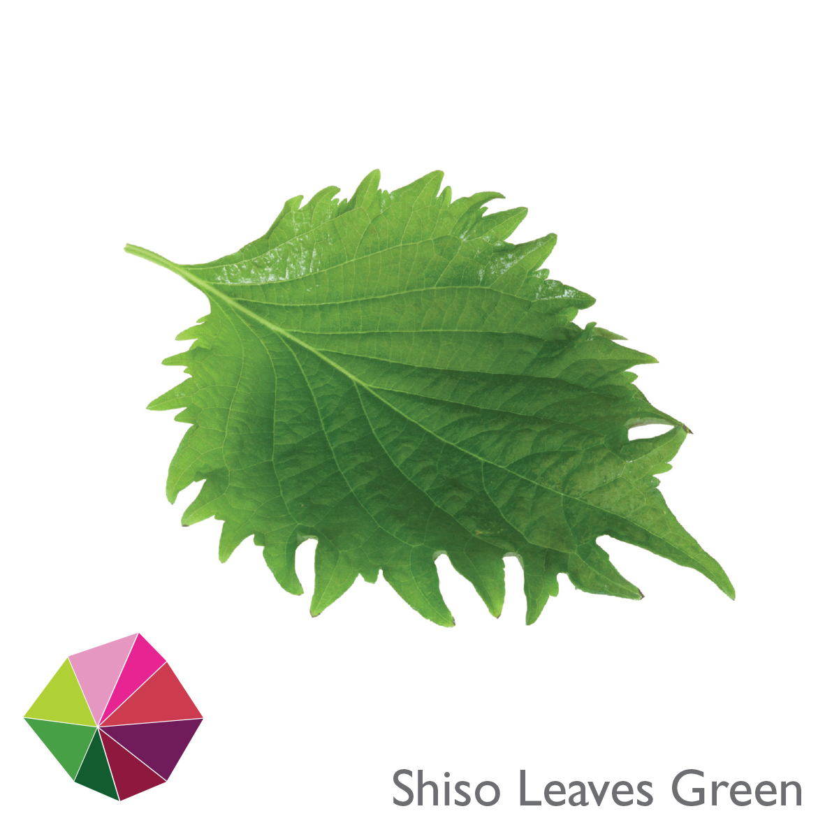 Shiso Leaves Green - English