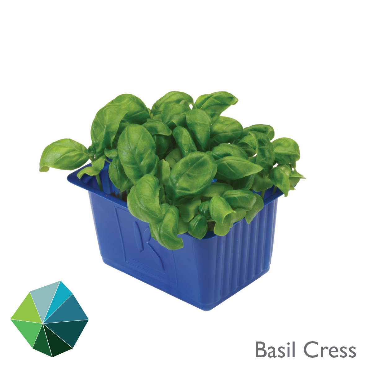 Basil Cress - Espanol