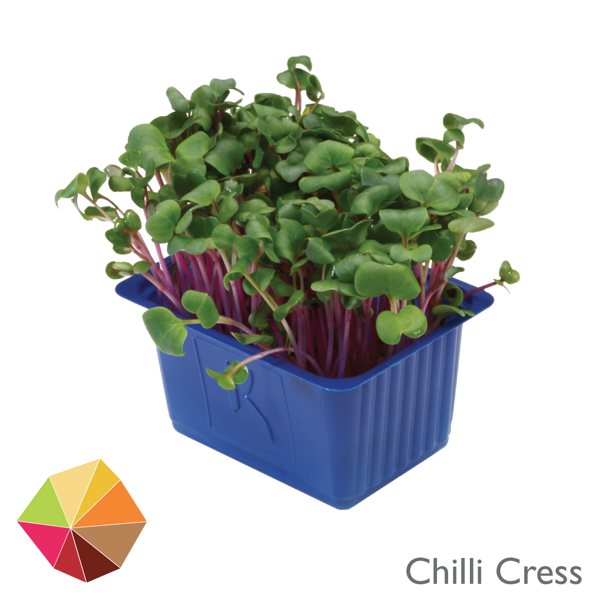 Chilli Cress - Espanol