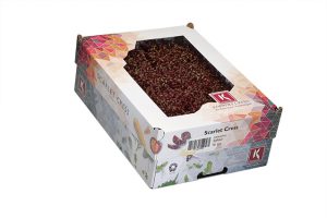 Scarlet Cress - Espanol