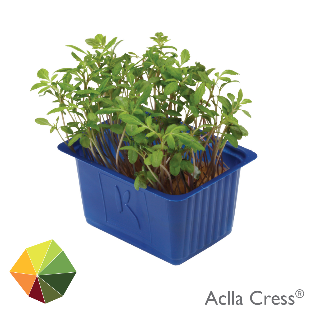 Accla Cress® - Français