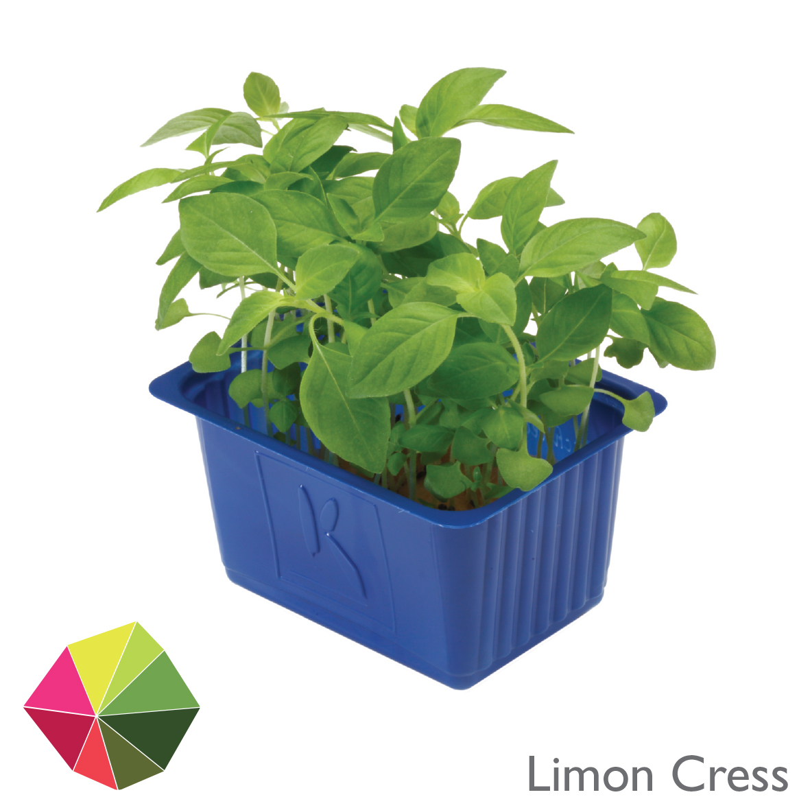 Limon Cress - Français