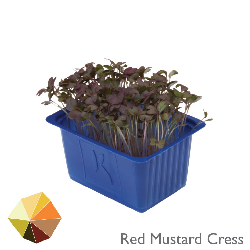 Red Mustard Cress - Français