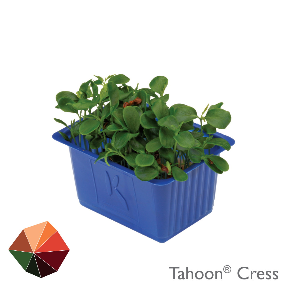 Tahoon® Cress - Français